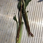 Sorghum diseases | The Beatsheet