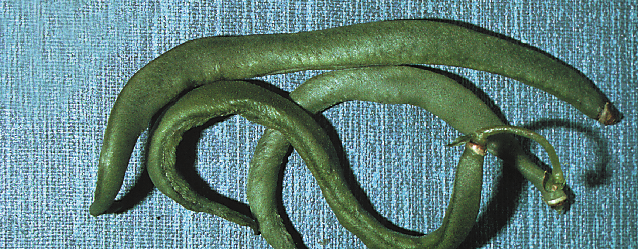 Thrips | The Beatsheet