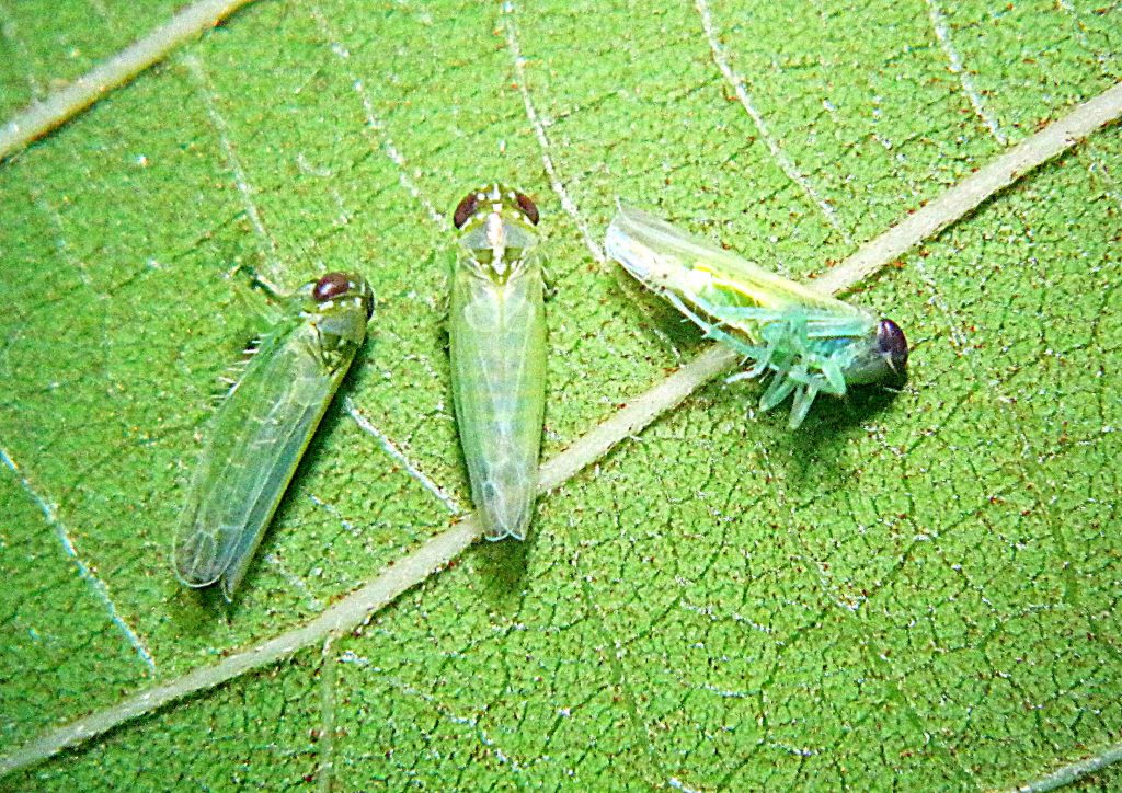 Leafhoppers | The Beatsheet