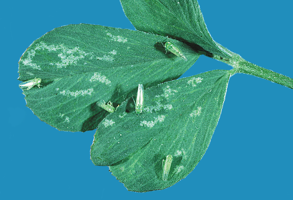 Leafhoppers | The Beatsheet