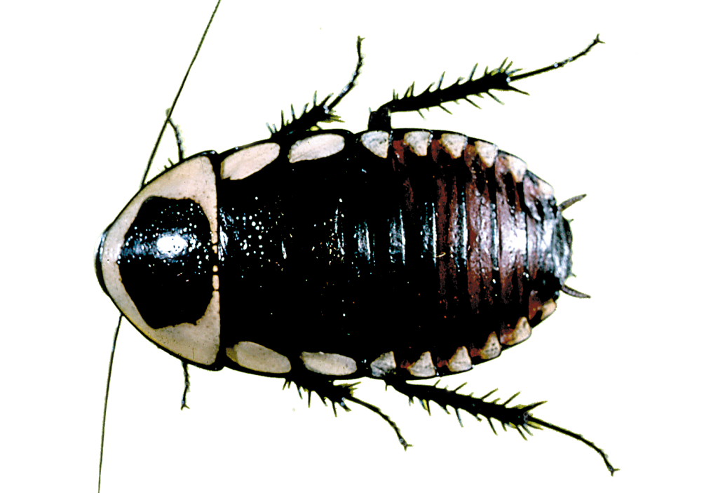 Soil and establishment pests | The Beatsheet