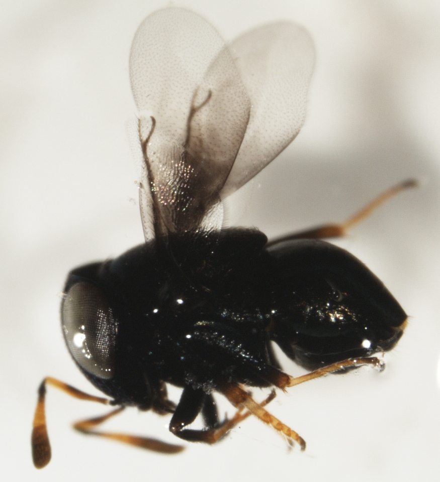 Research developments in Solenopsis mealybug management and boll rot in ...