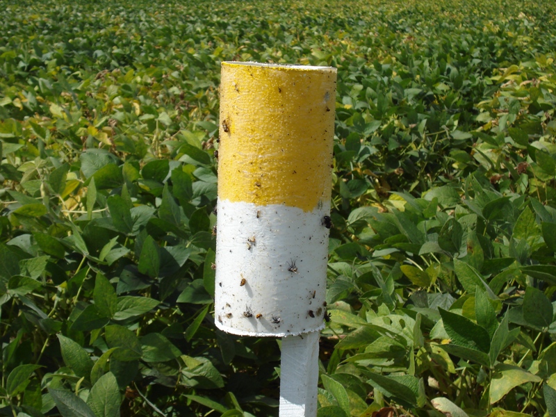 Soybean stem fly outbreak in soybean crops | The Beatsheet
