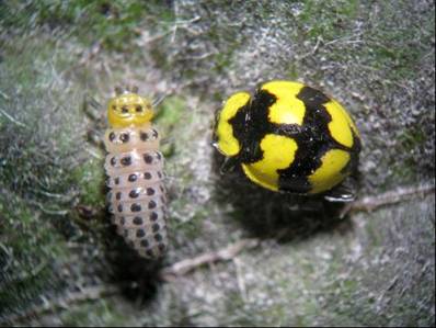 Spot the Difference | The Beatsheet