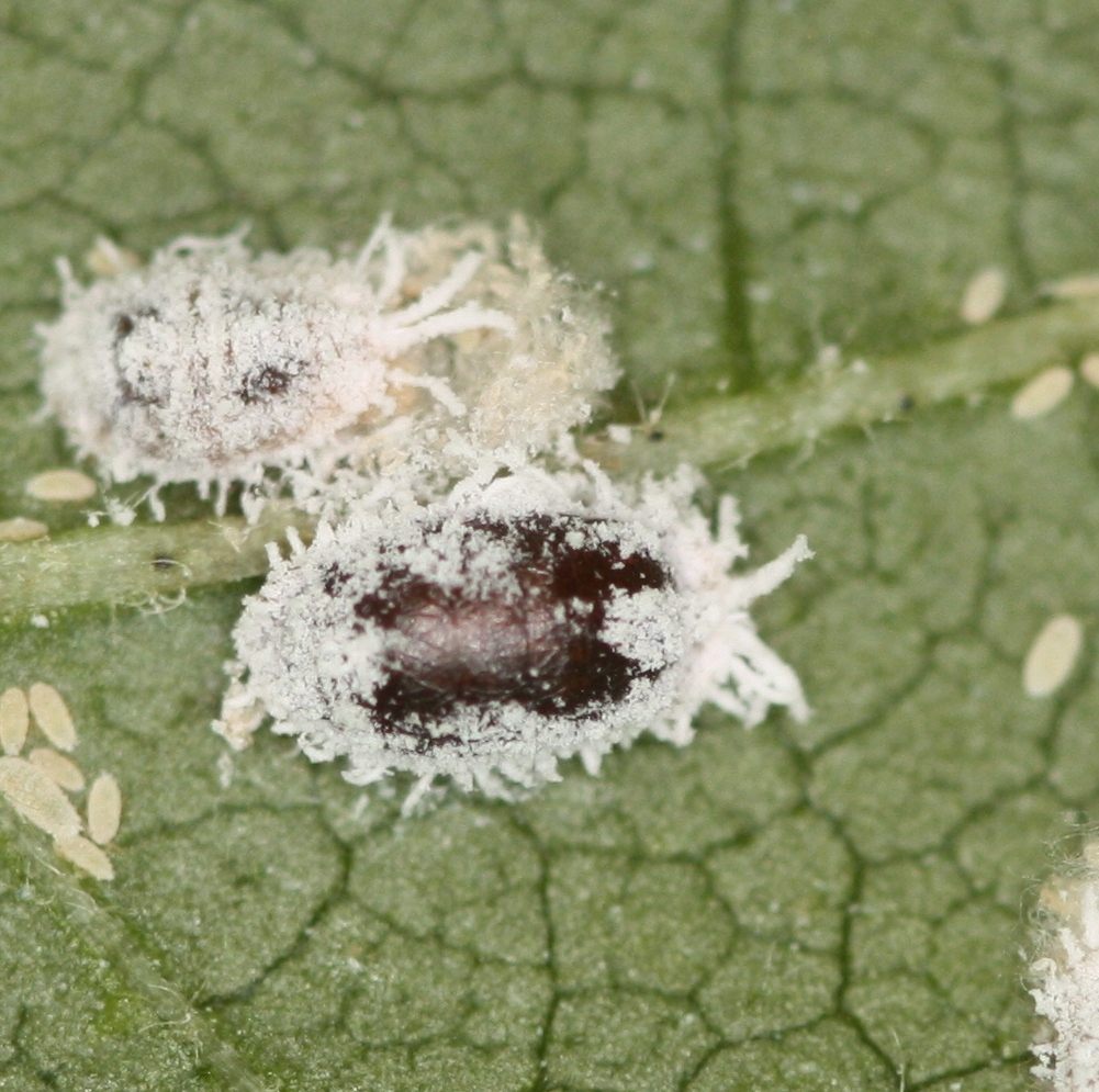 Research developments in Solenopsis mealybug management and boll rot in ...