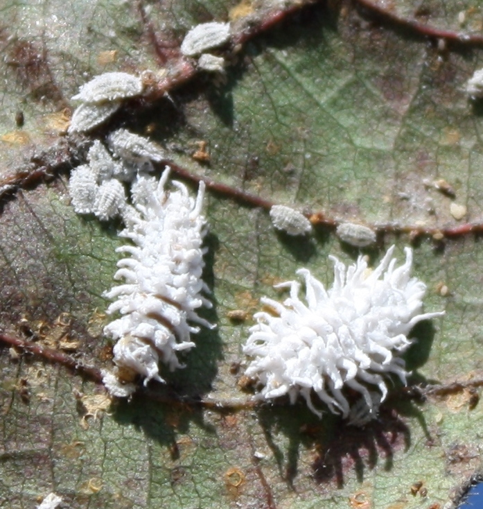 Research developments in Solenopsis mealybug management and boll rot in ...