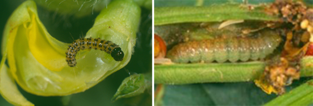 Bean podborer outbreak in Central Queensland mungbeans | The Beatsheet